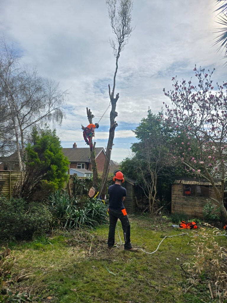 Services – Precision Tree Care
